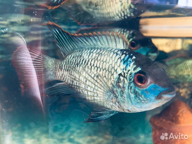 Рыба нанокара