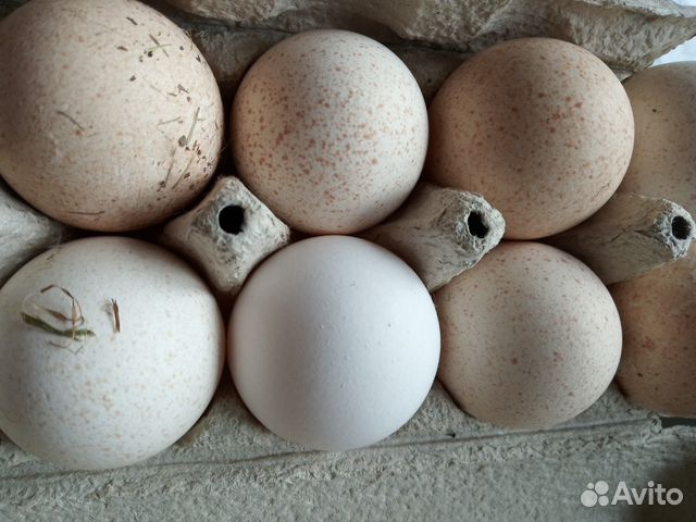 Яйцо индюшиное инкубационное