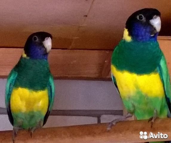 Продается попугай Бернард