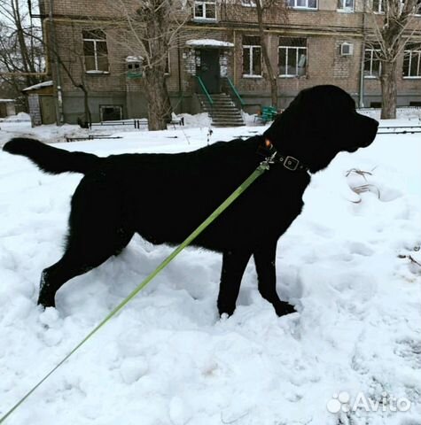 Щенки лабрадора