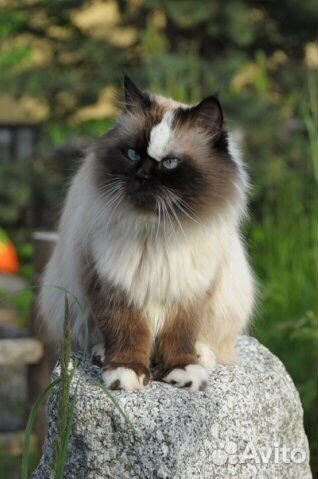 Невский маскарадный котёнок ищу