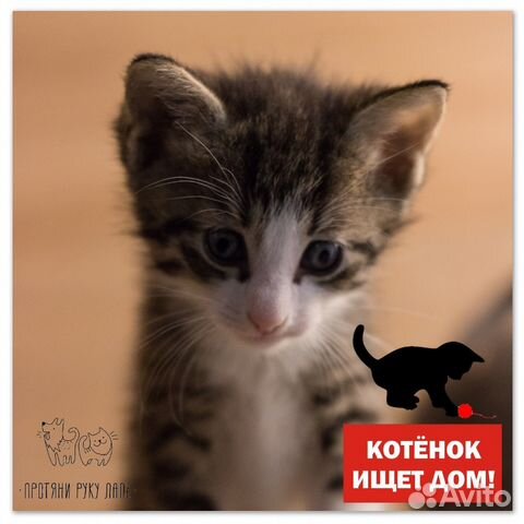 Котенок мальчик 1,5 месяца