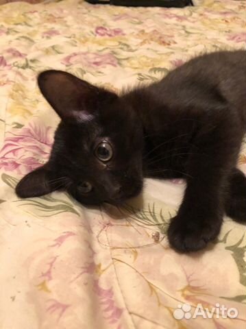 Котята ищут дом