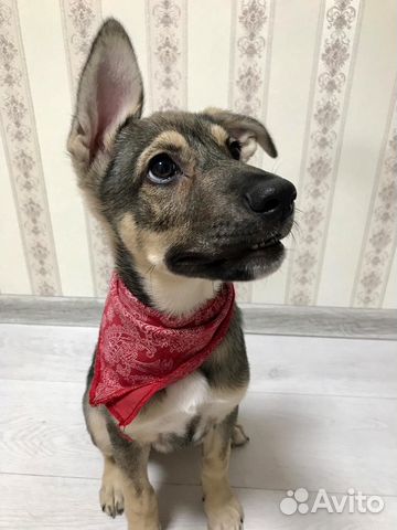 В самые добрые руки