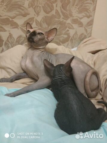 Сфинкс Браш