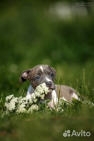 Девочки амстаффики