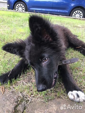 Потеряшка Гром)