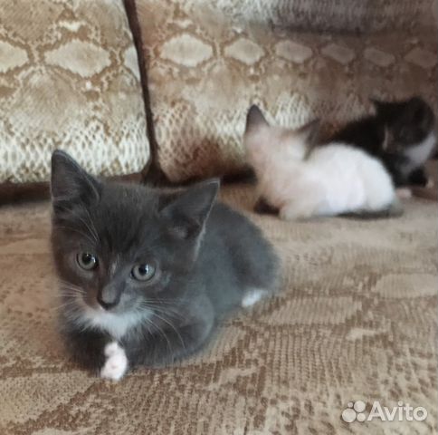 Котенок)
