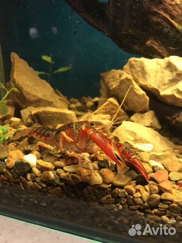 Калифорнийский рак