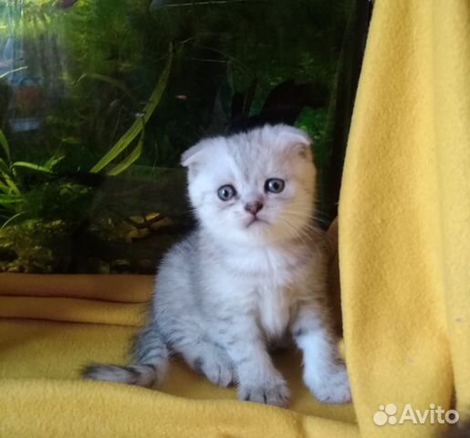 Шотландские котятки-очаровашки