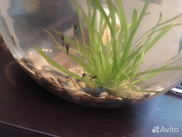 Мальки сома анциструса