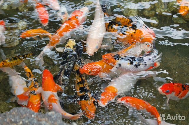Уличные рыбки