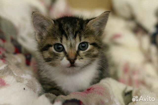 Сонечка, котенок