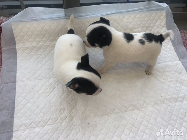 Щеночки чихуахуа