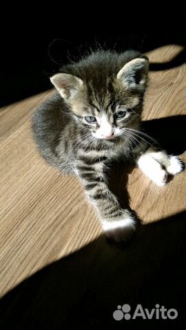 Котята девочки