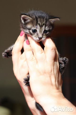 Мальчишки-братишки ищут свой дом