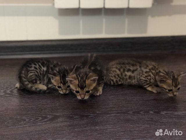 Бенгальские котята