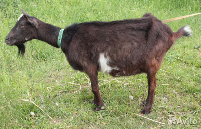 Продам дойных коз