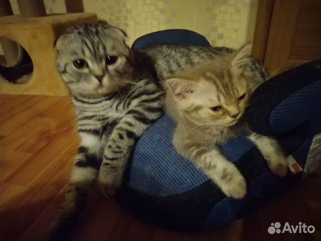 Шотландец 2 месяца