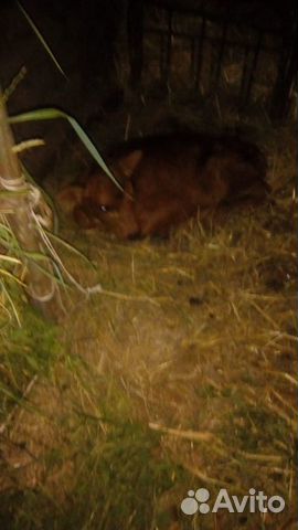 Телка с теленком