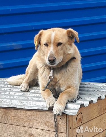 Золотка отдам в добрые руки