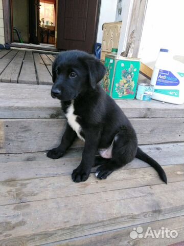 Щенок лабрадобра