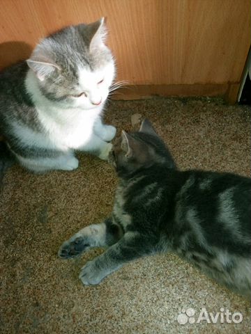 Котята 3 мес. Шотландские. Ласковые и игривые