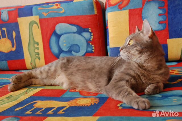 Кошечка в добрые и ответственные руки