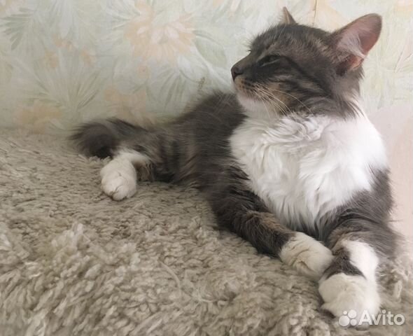 Умный, воспитанный и просто красавец, 10 мес