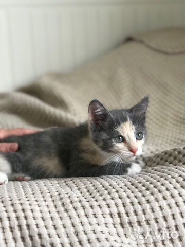 Котёнок Катрин