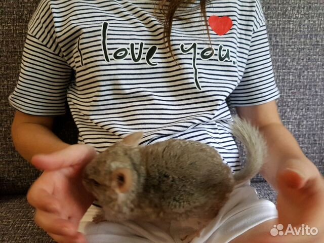Шиншилла девочка