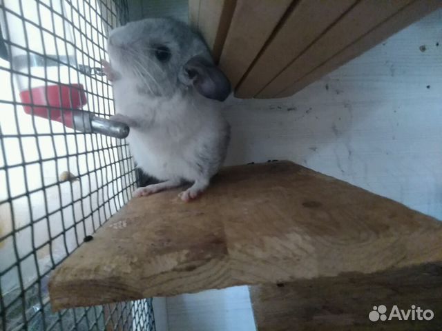 Шиншиллята