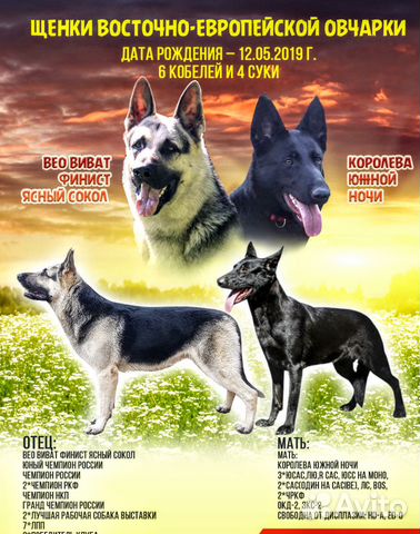 Щенки восточноевропейской овчарки