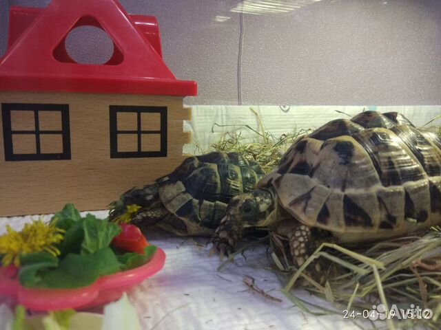 Черепаха