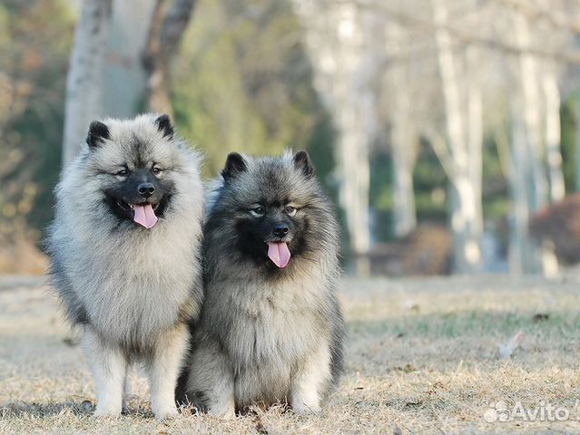 Шпиц кеесхонд(вольфшпиц)