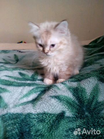 Кошки рэгдолл