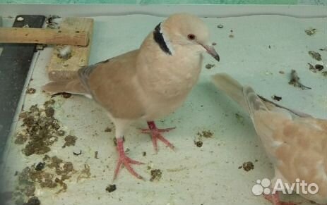 Смеющаяся горлица, молодой самец