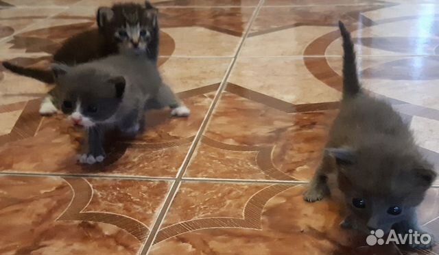 Котята в добрые руки