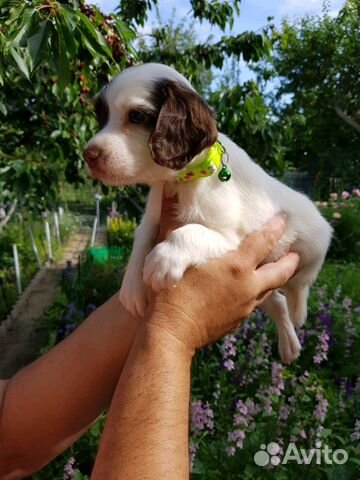 Английский спрингер спаниэль