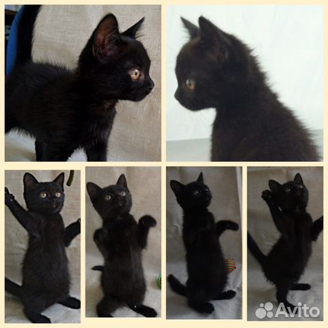 Кошечка 3мес