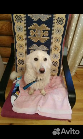 Девочка в дом или квартиру