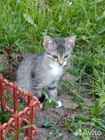 Котенок в добрые руки