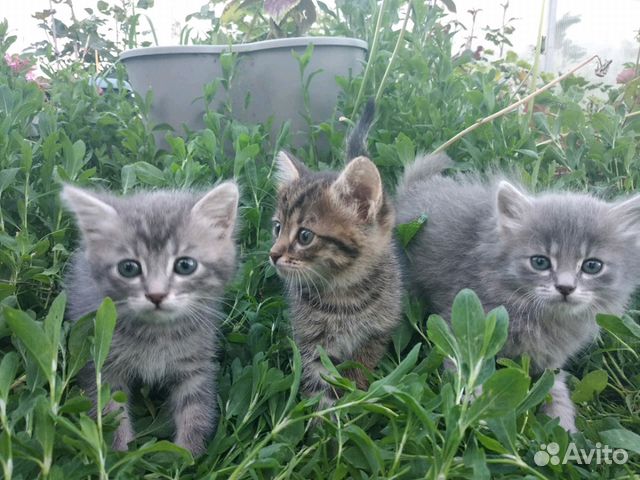 Котята от шотландки