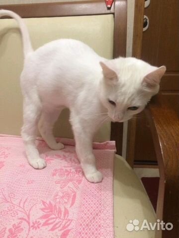 Кошечка породы као ман