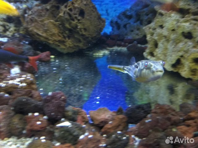 Тетрадон фахака