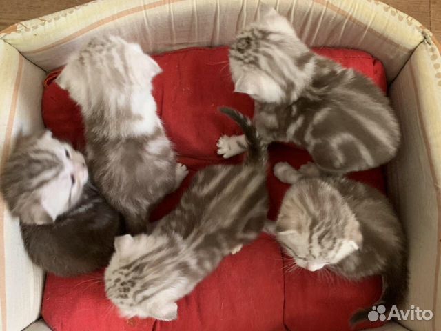 Шотландская мраморная вислоухая кошечка, 1,5 мес