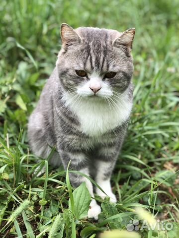 Сеня. Помесь потрясающего британца