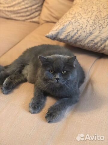 Отдам в добрые руки британца