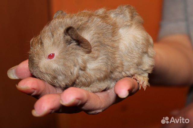 Морские свинки, малыши