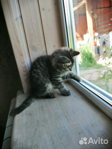 Котенок